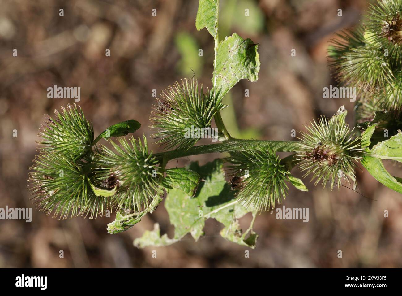 lesser burdock (Arctium minus) Plantae Stock Photo - Alamy