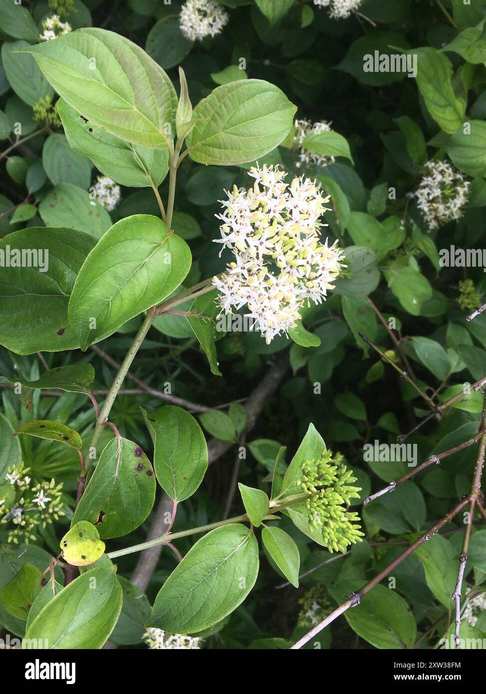 silky dogwood (Cornus amomum) Plantae Stock Photo - Alamy