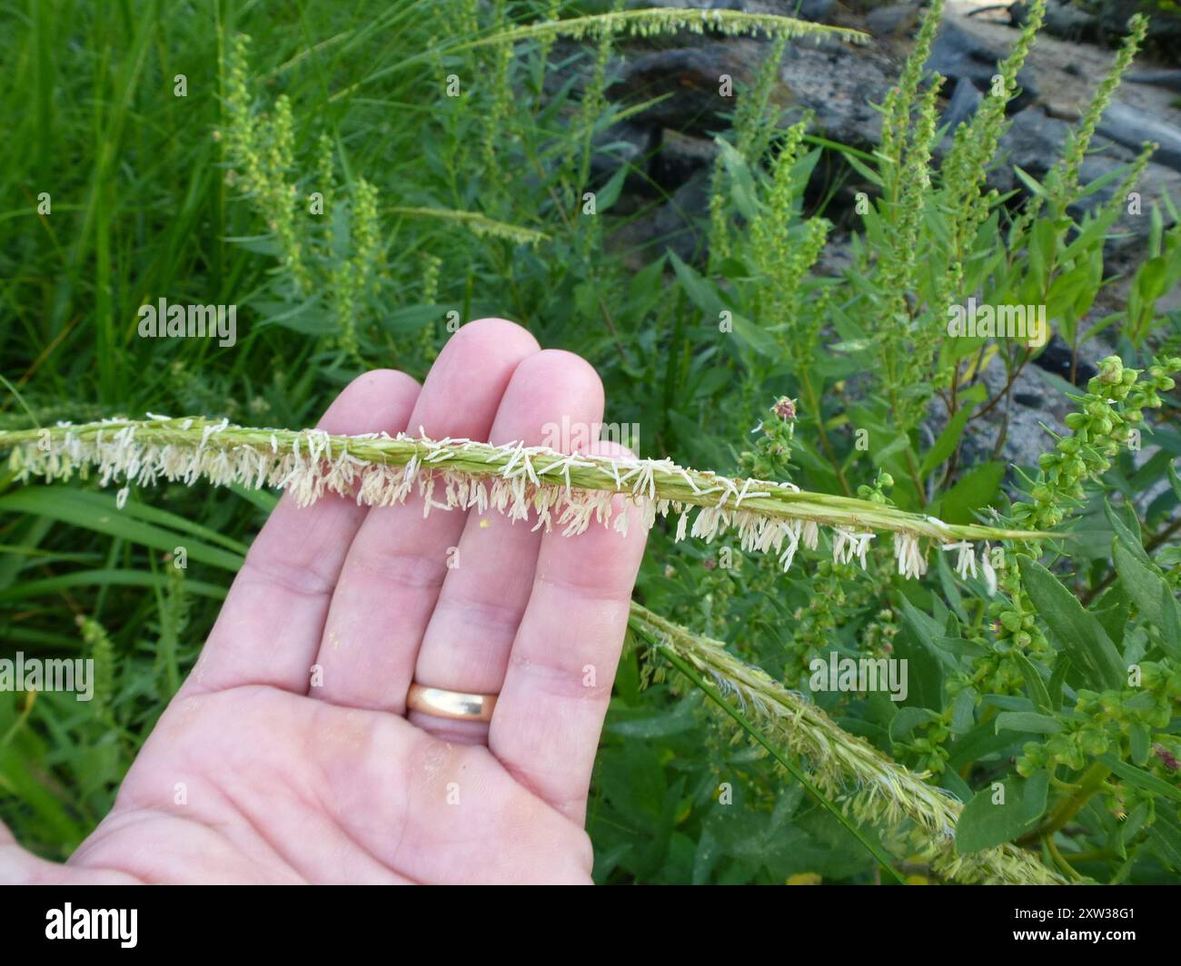 grasses (Poaceae) Plantae Stock Photo - Alamy