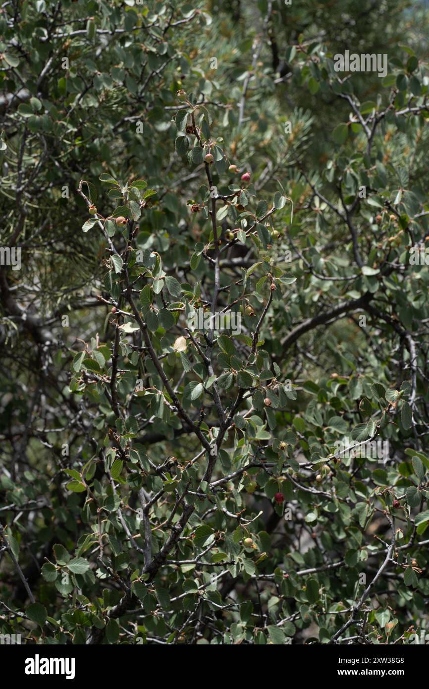 Utah Serviceberry (Amelanchier utahensis) Plantae Stock Photo - Alamy