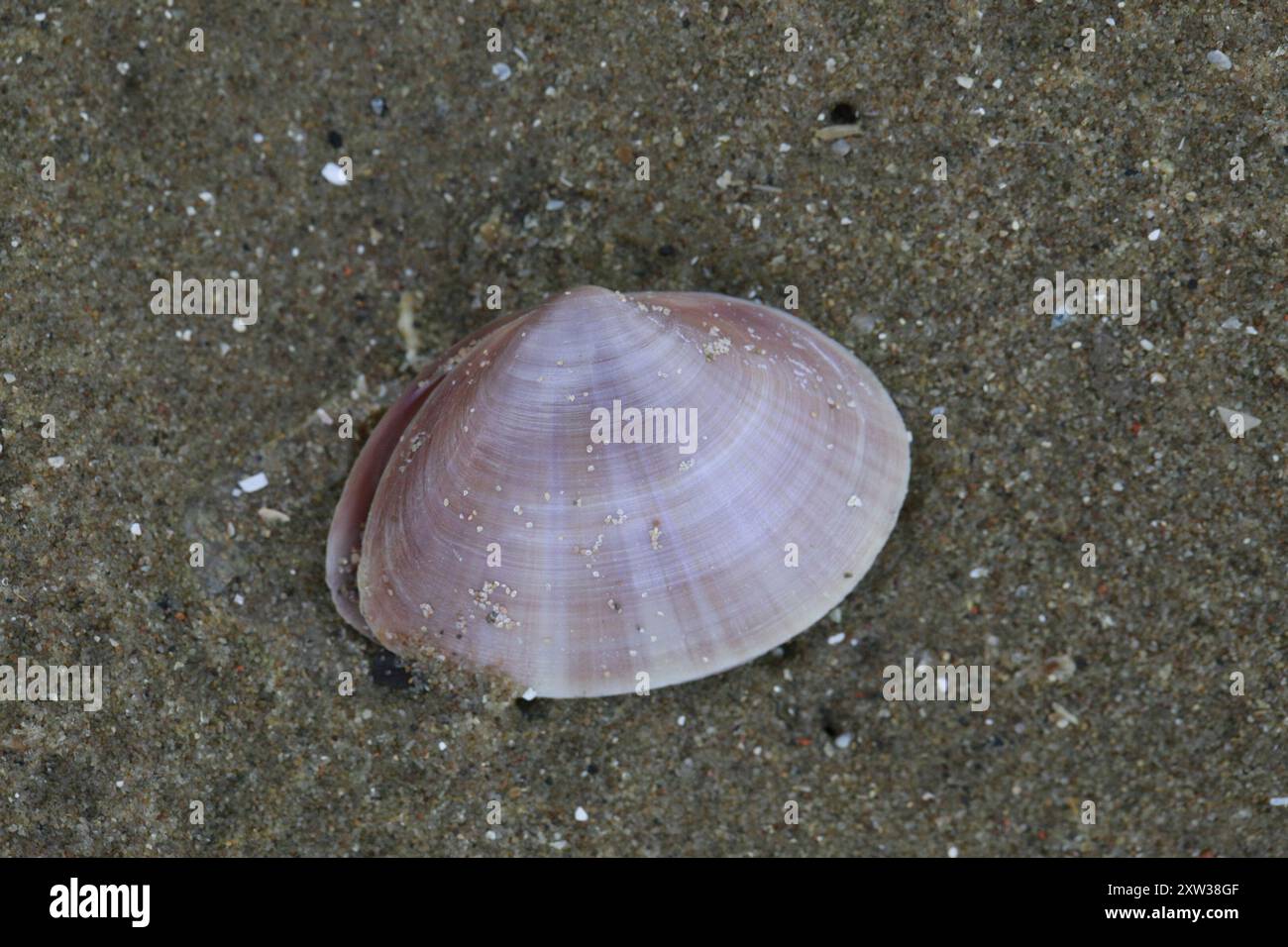 Rayed trough shell hi-res stock photography and images - Alamy