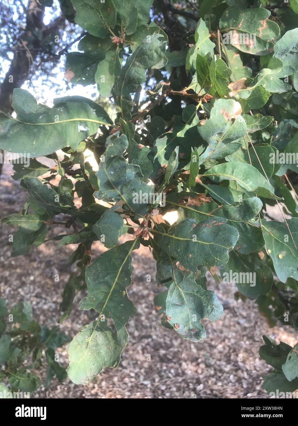 blue oak (Quercus douglasii) Plantae Stock Photo - Alamy