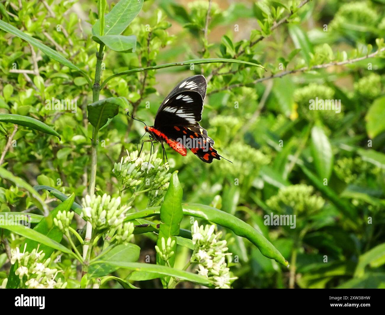Asiatic tarenna (Tarenna asiatica) Plantae Stock Photo - Alamy