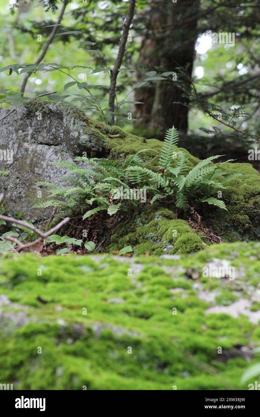 rock polypody (Polypodium virginianum) Plantae Stock Photo - Alamy
