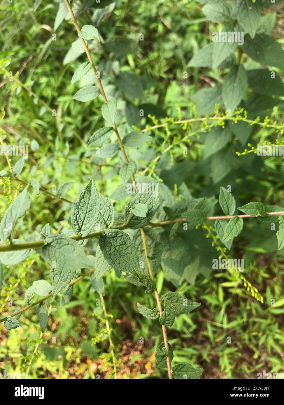 common wrinkle-leaved goldenrod (Solidago rugosa) Plantae Stock Photo ...