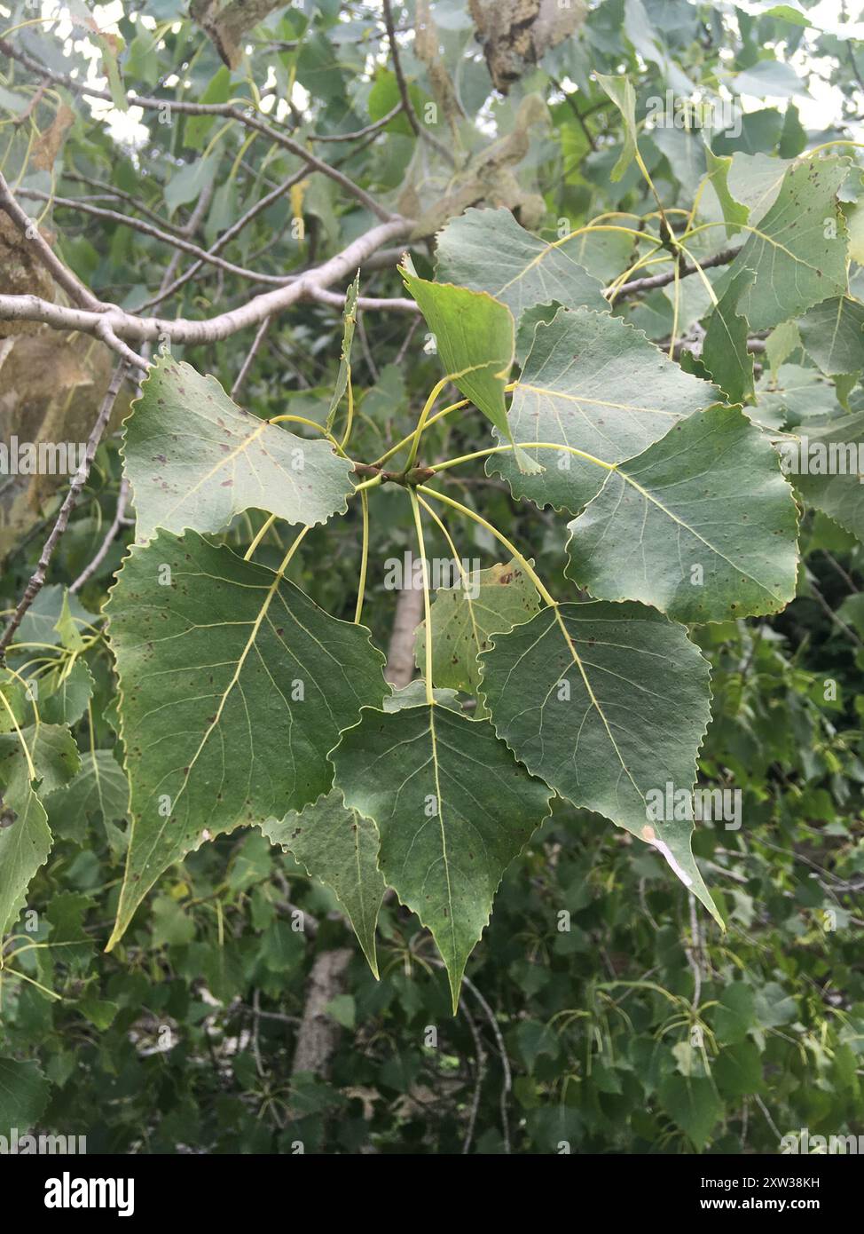 Eastern Cottonwood (Populus deltoides) Plantae Stock Photo - Alamy