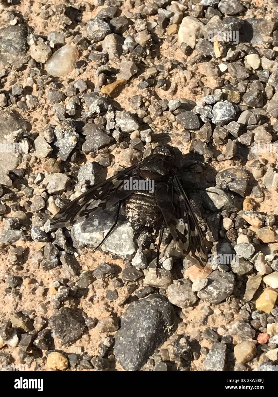 Tiger Bee Fly (Xenox tigrinus) Insecta Stock Photo - Alamy