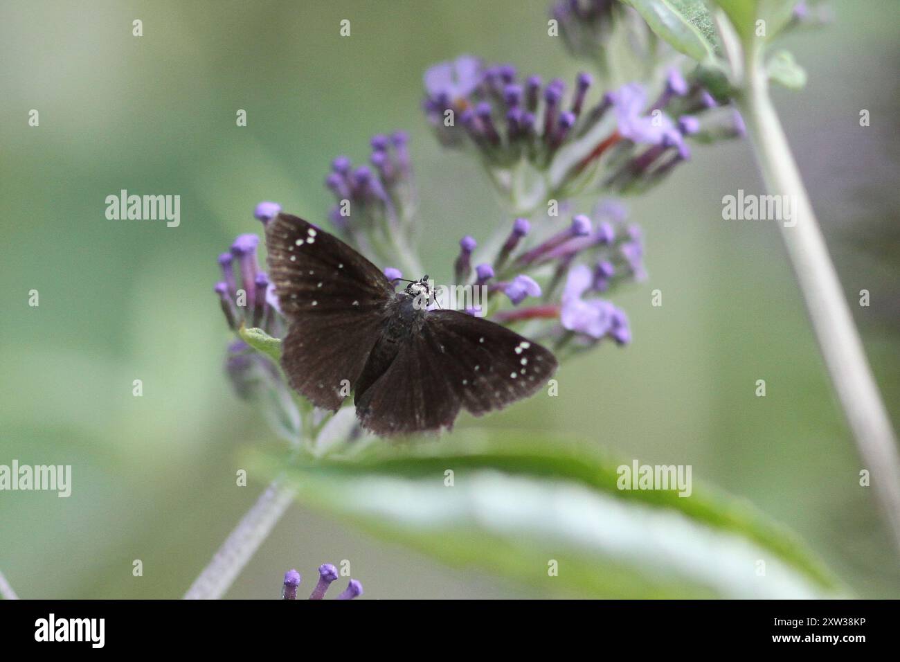 Common Sootywing (Pholisora catullus) Insecta Stock Photo - Alamy