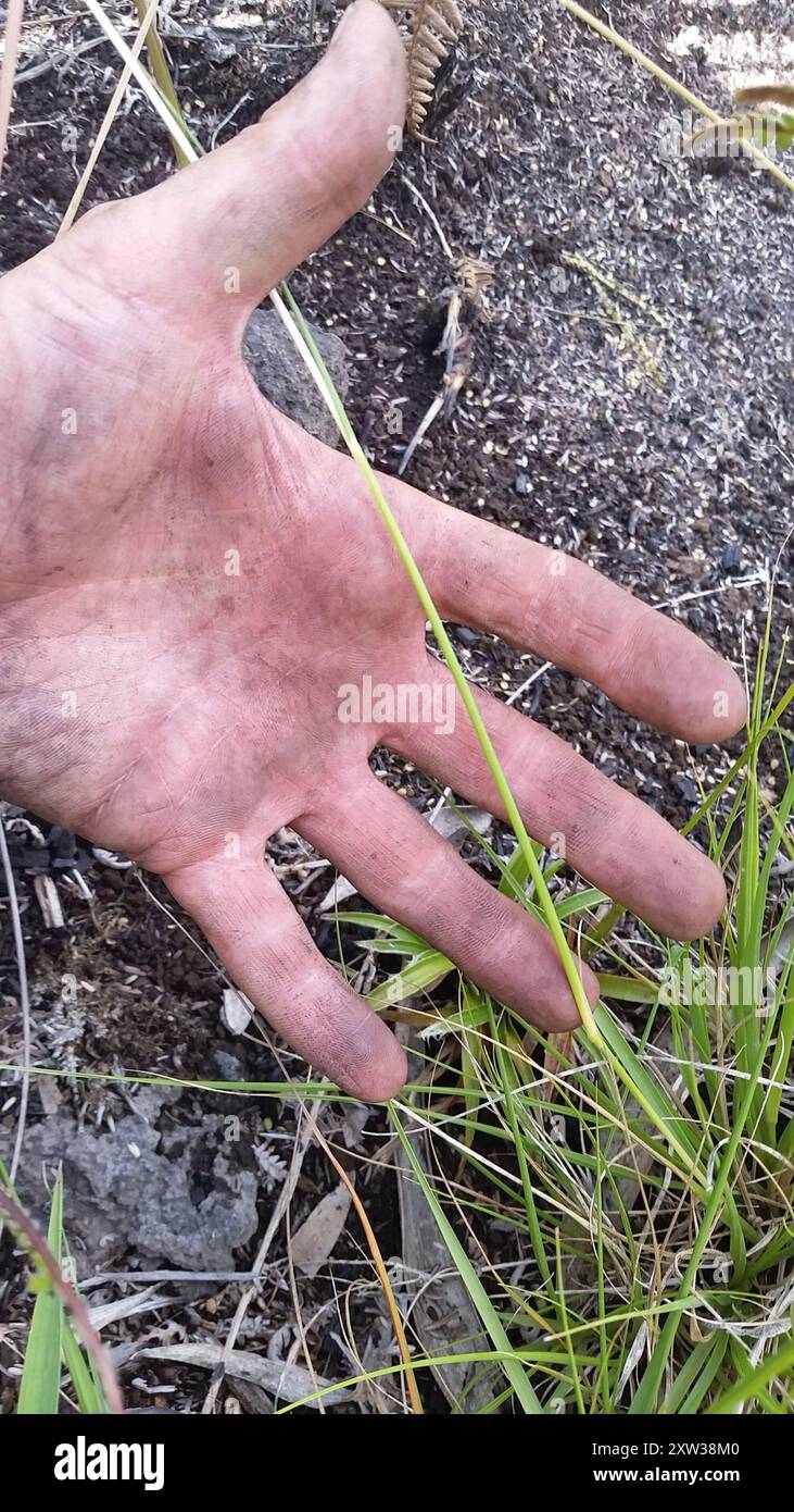 Parramatta Grass (Sporobolus africanus) Plantae Stock Photo - Alamy