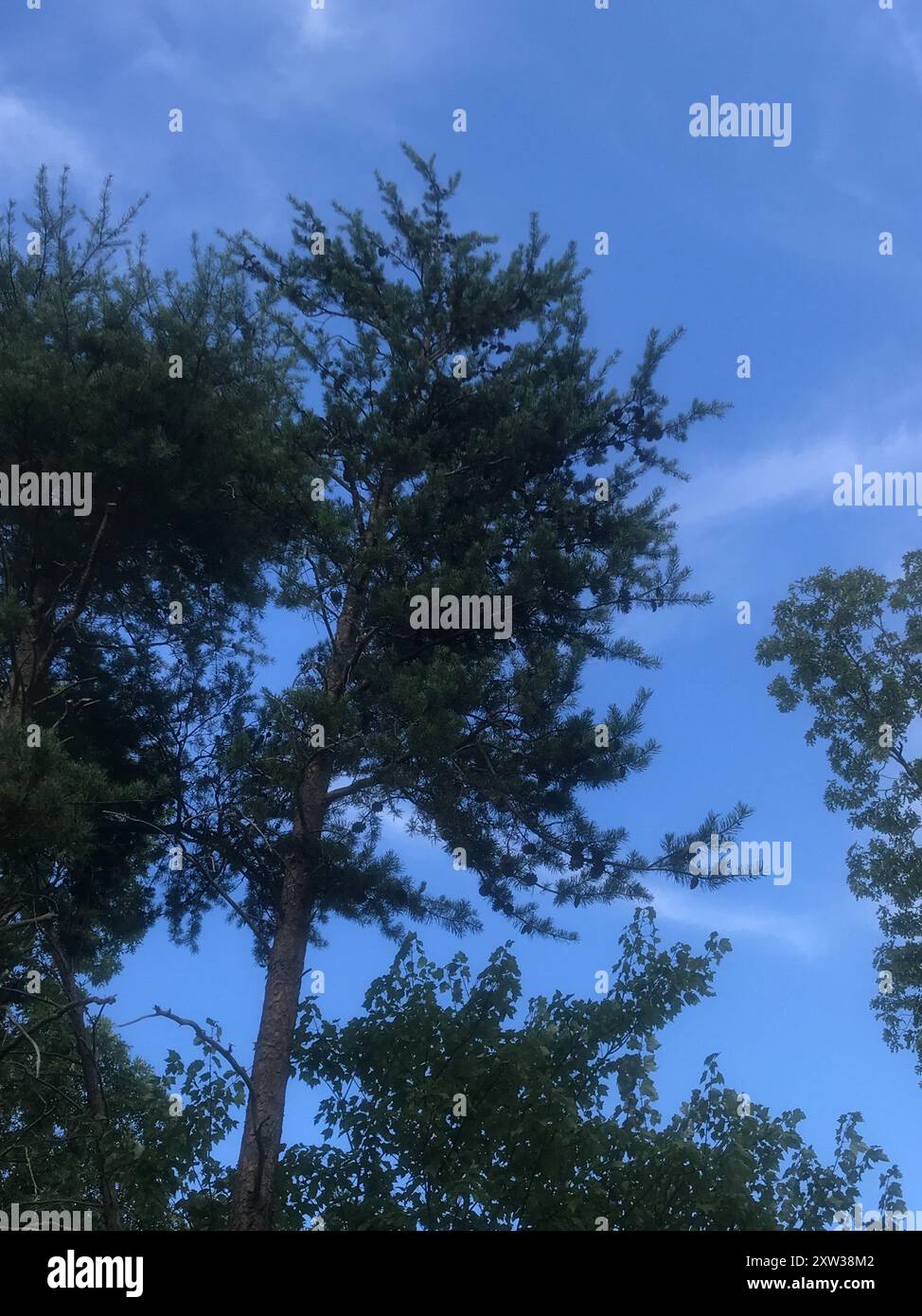 Virginia pine (Pinus virginiana) Plantae Stock Photo - Alamy