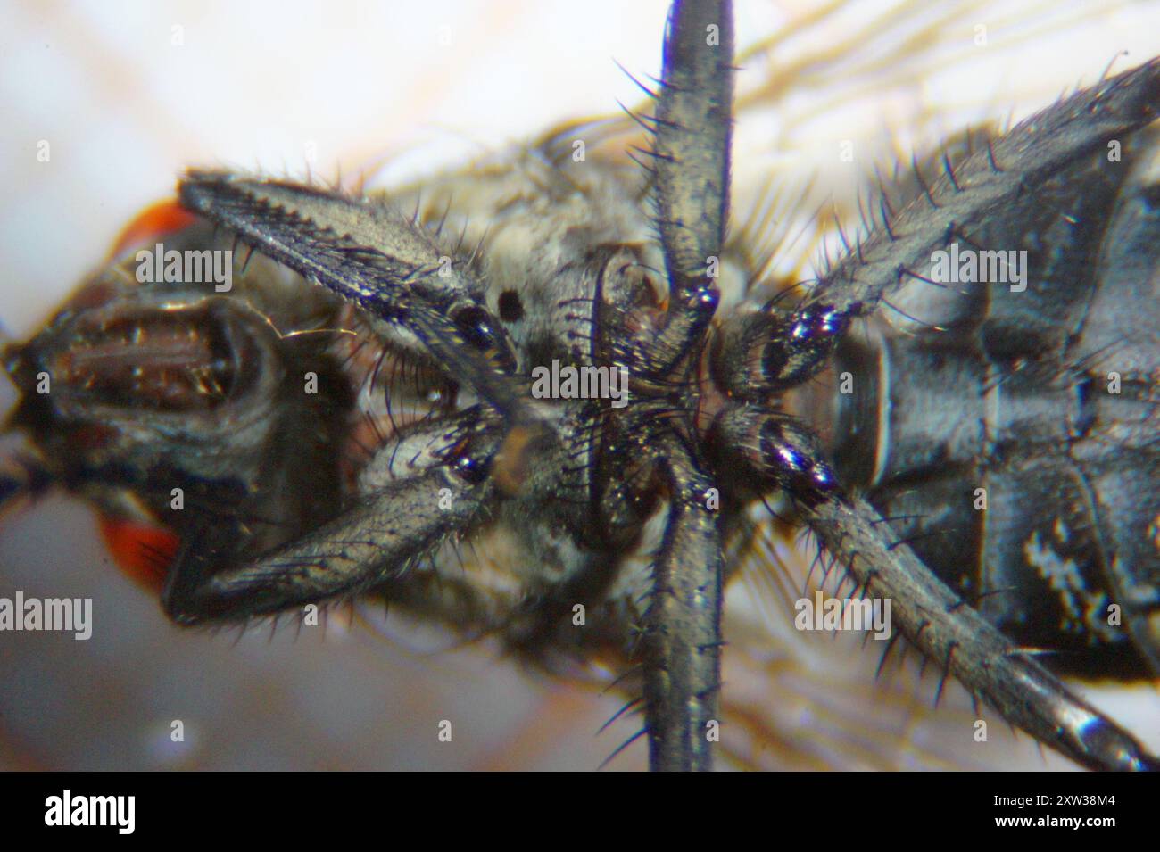 Common Flesh Flies (Sarcophaga) Insecta Stock Photo - Alamy