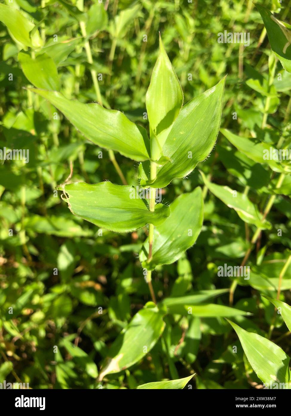 small carpetgrass (Arthraxon hispidus) Plantae Stock Photo - Alamy