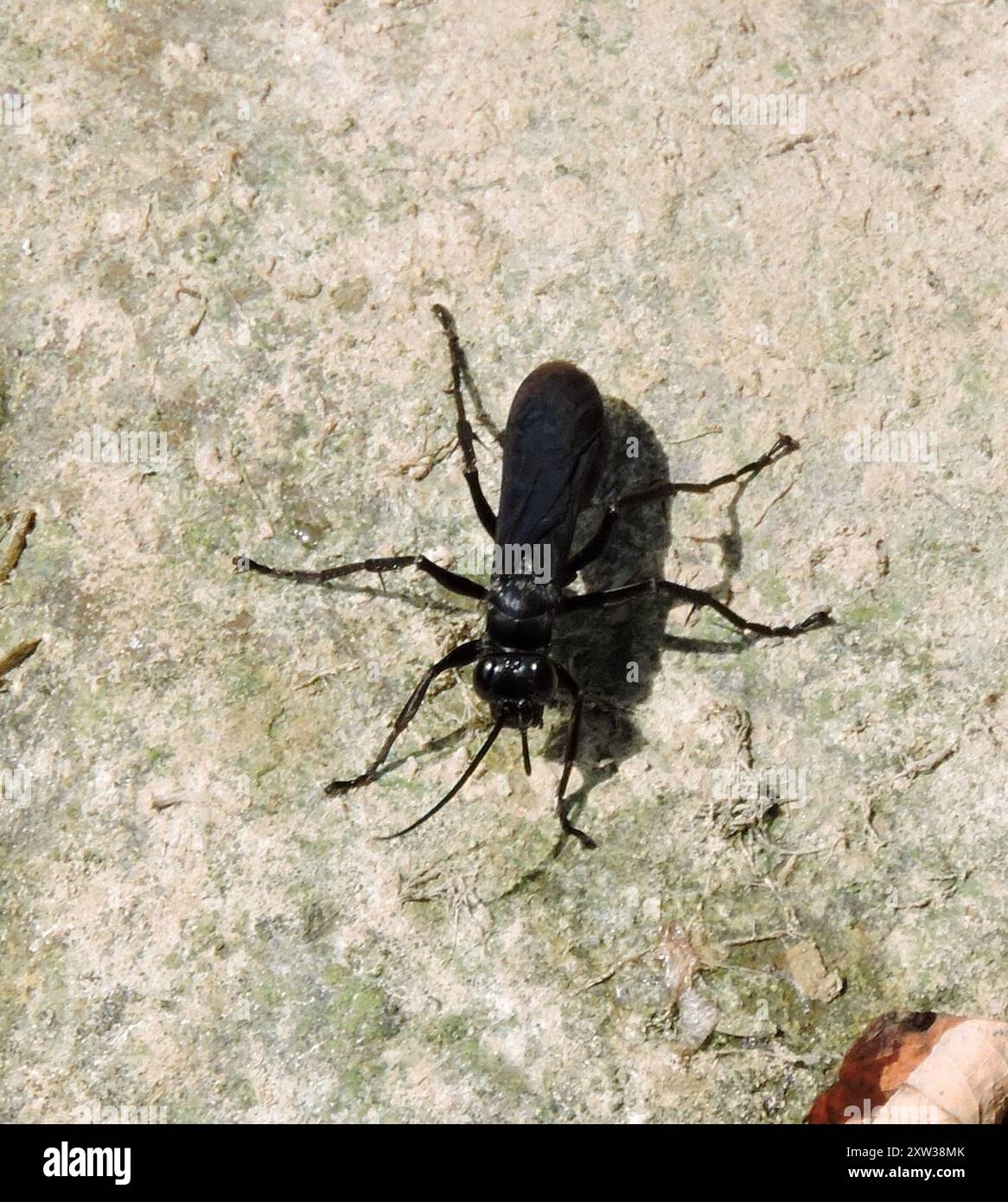 Spider Wasps (Pompilidae) Insecta Stock Photo - Alamy