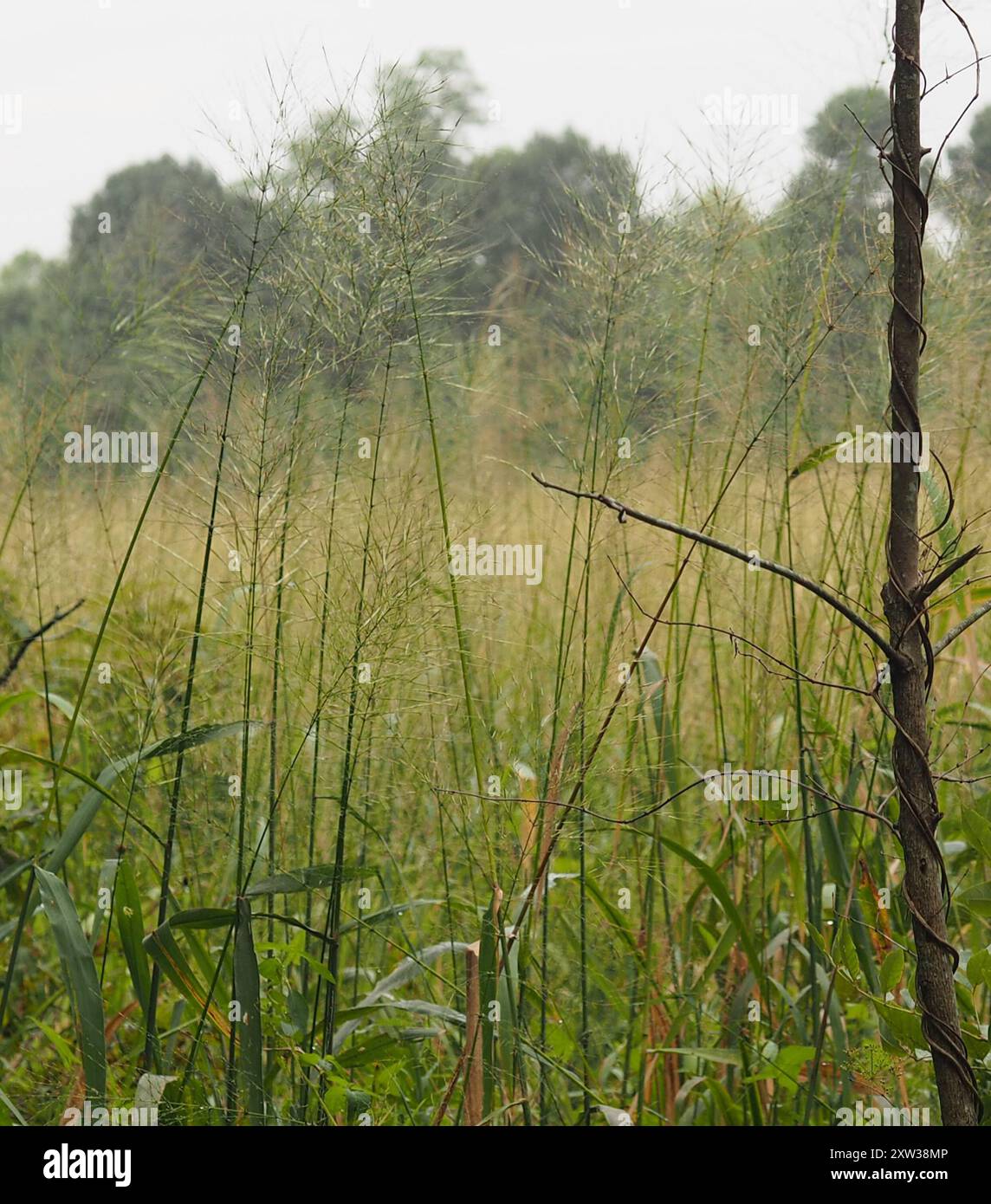 wild rice (Zizania) Plantae Stock Photo - Alamy