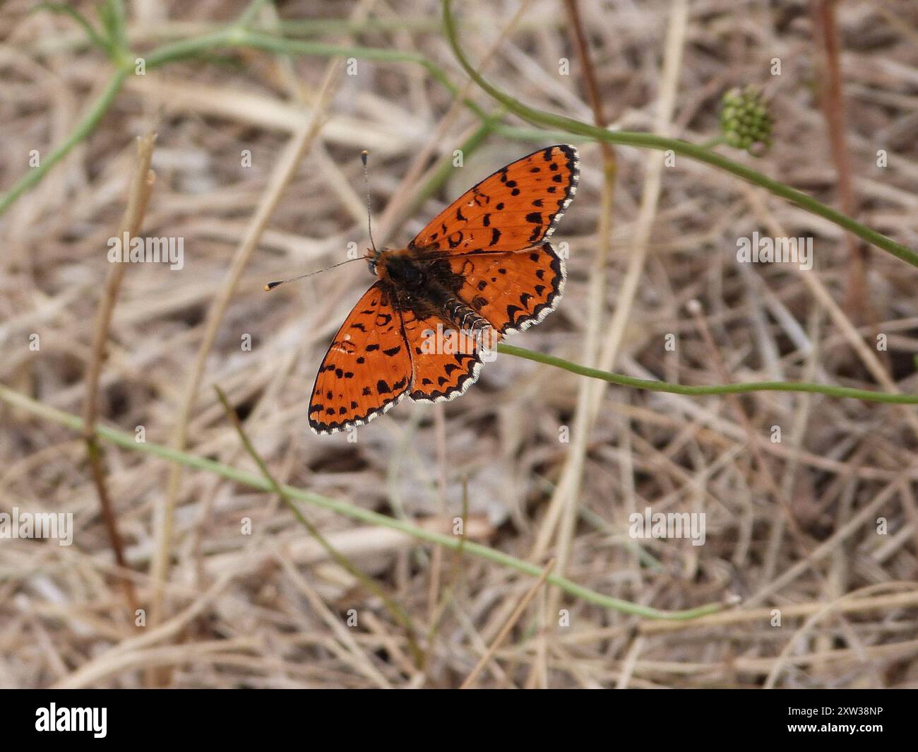 Spotted Fritillary (Melitaea didyma) Insecta Stock Photo - Alamy