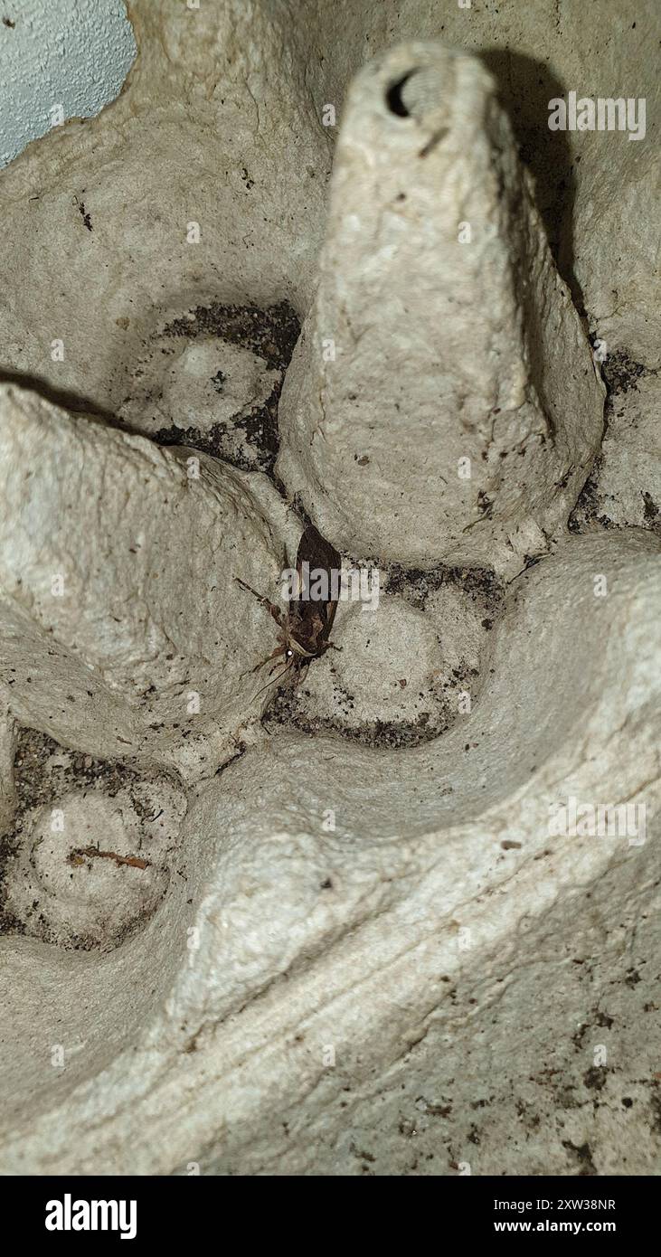 Setaceous Hebrew Character (Xestia c-nigrum) Insecta Stock Photo - Alamy