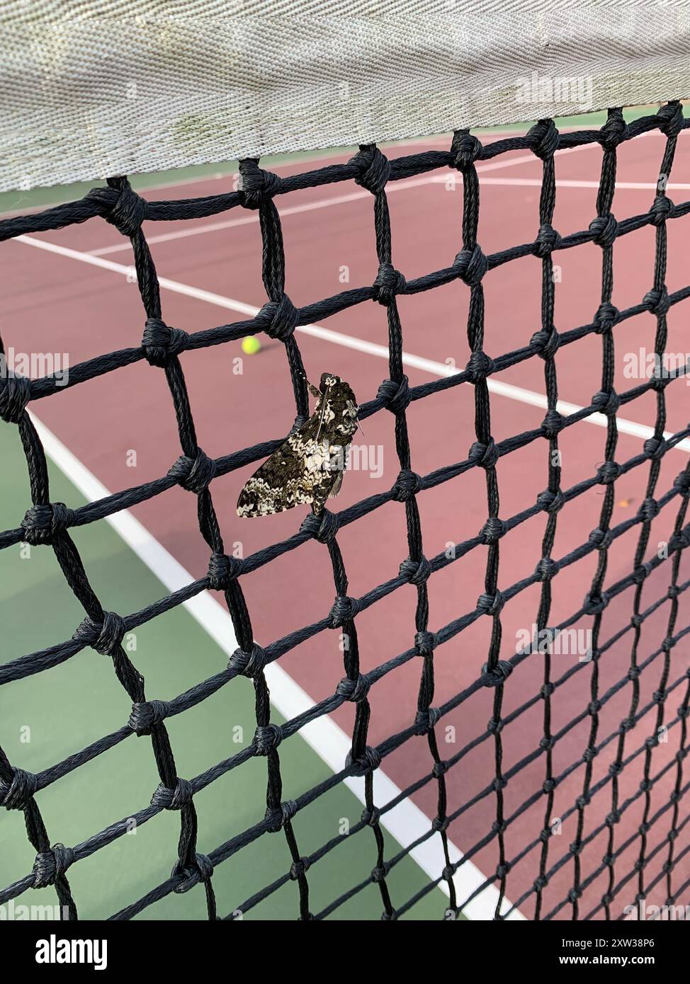 Rustic Sphinx (Manduca rustica) Insecta Stock Photo - Alamy