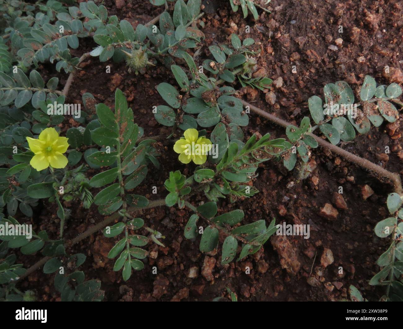 puncture vine (Tribulus terrestris) Plantae Stock Photo - Alamy