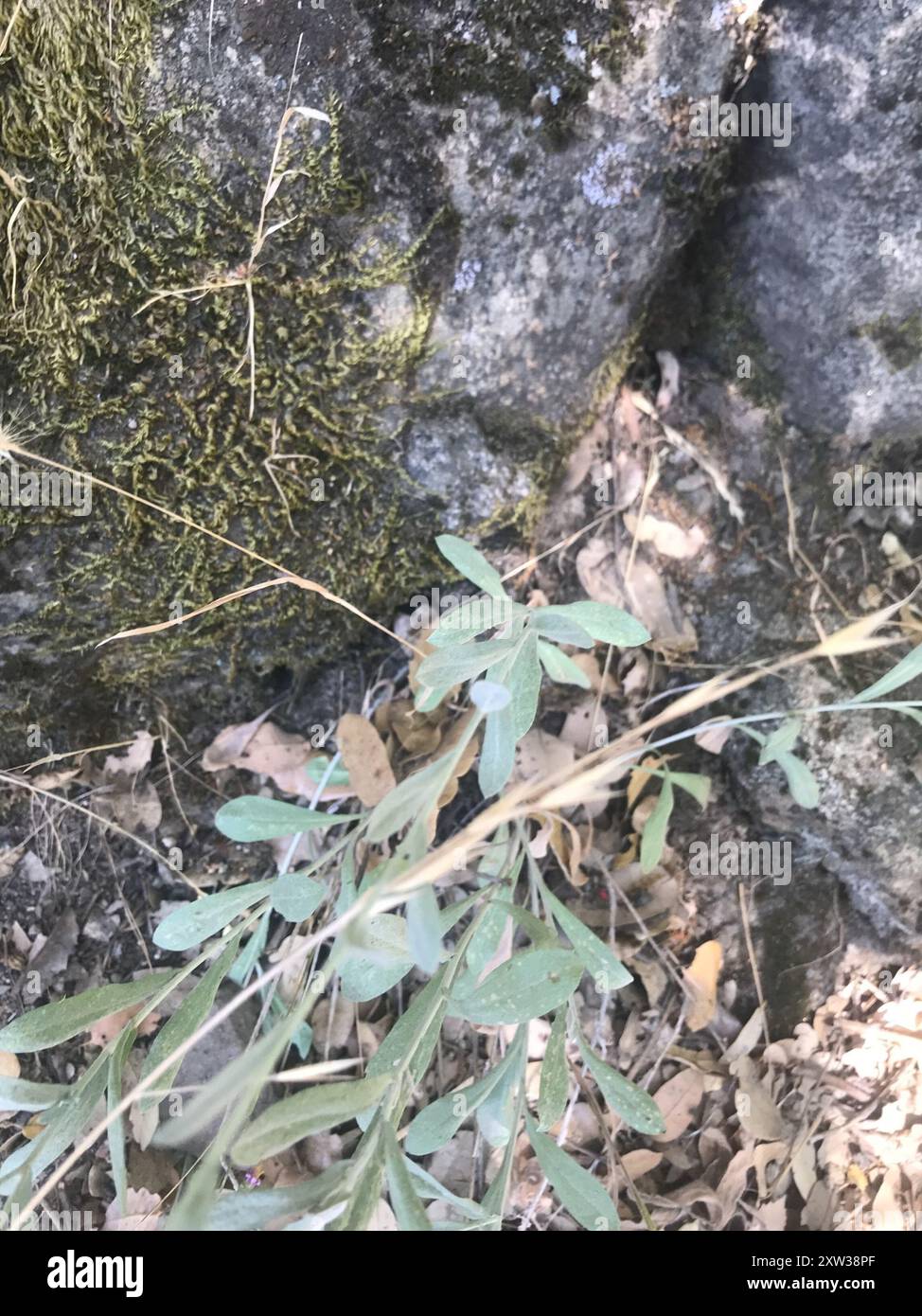 California Aster (Corethrogyne filaginifolia) Plantae Stock Photo - Alamy