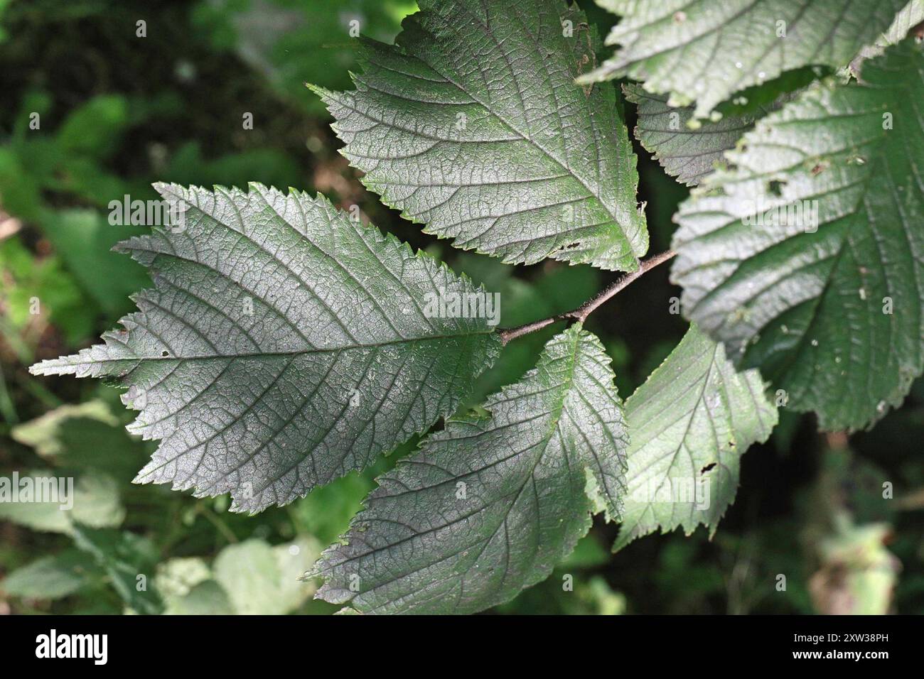 Wych Elm (Ulmus glabra) Plantae Stock Photo - Alamy