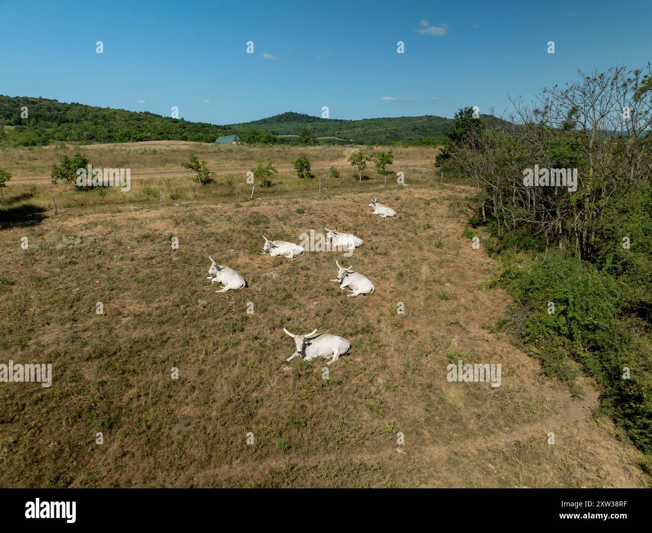 Hungarian Grey Cattles are relaxing in Hungay Stock Photo - Alamy
