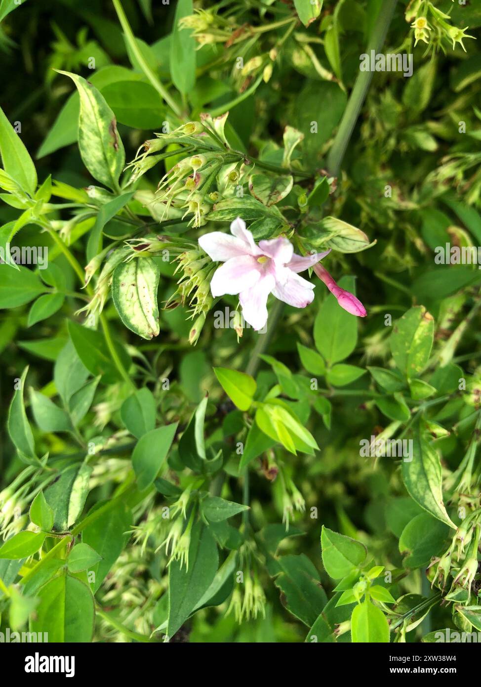 (Jasminum × stephanense) Plantae Stock Photo - Alamy