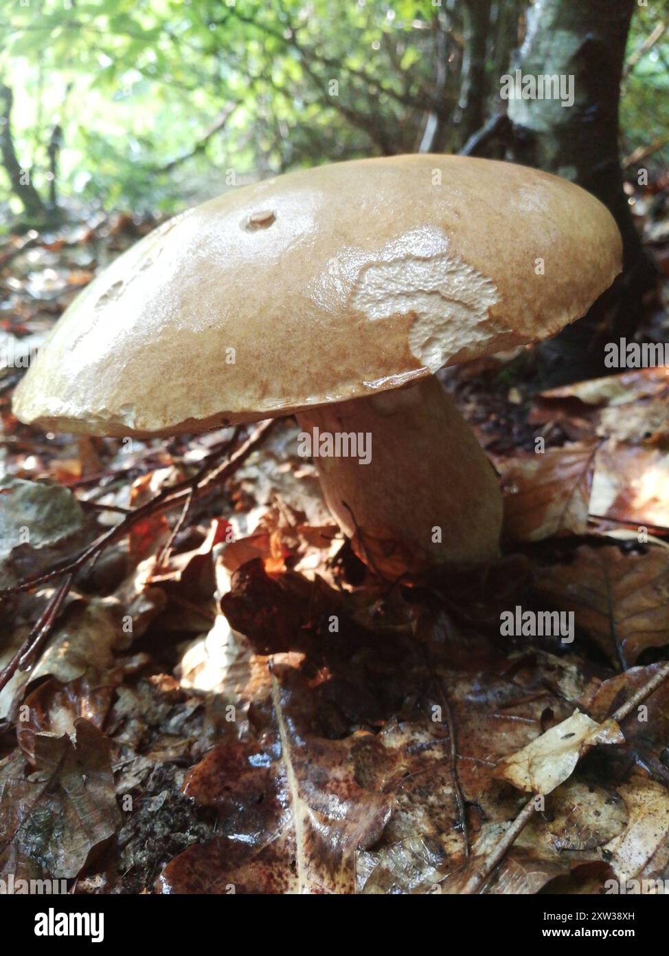 Summer Bolete (Boletus reticulatus) Fungi Stock Photo - Alamy