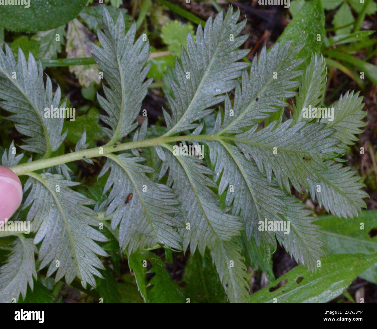 common silverweed (Argentina anserina) Plantae Stock Photo - Alamy