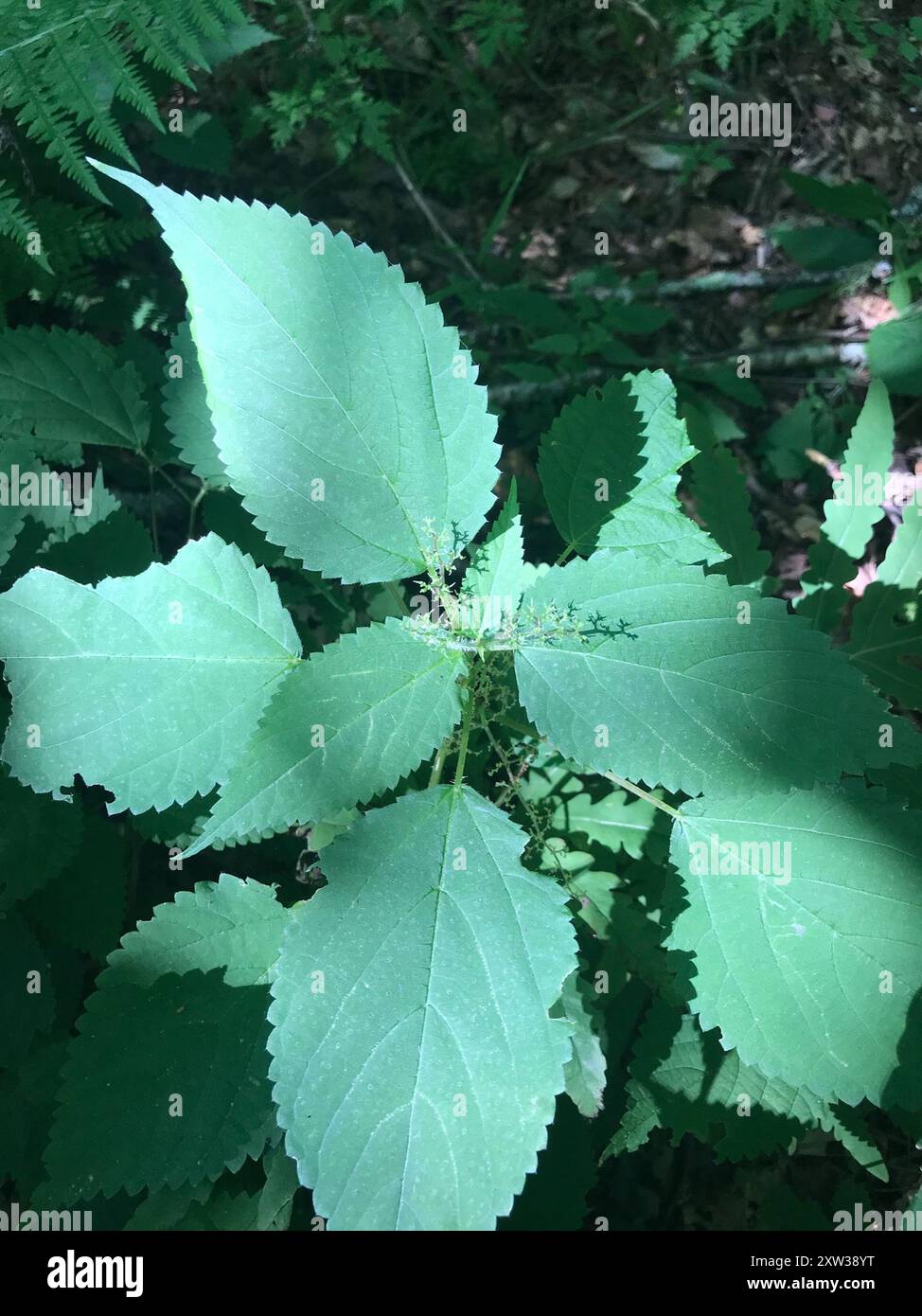 wood nettle (Laportea canadensis) Plantae Stock Photo - Alamy