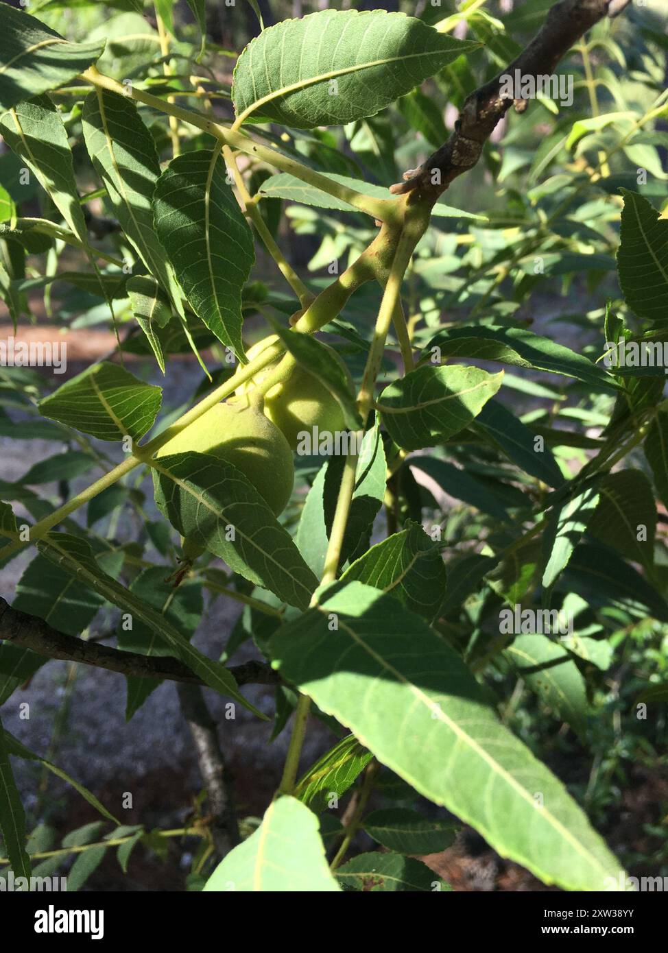 Arizona black walnut (Juglans major) Plantae Stock Photo - Alamy