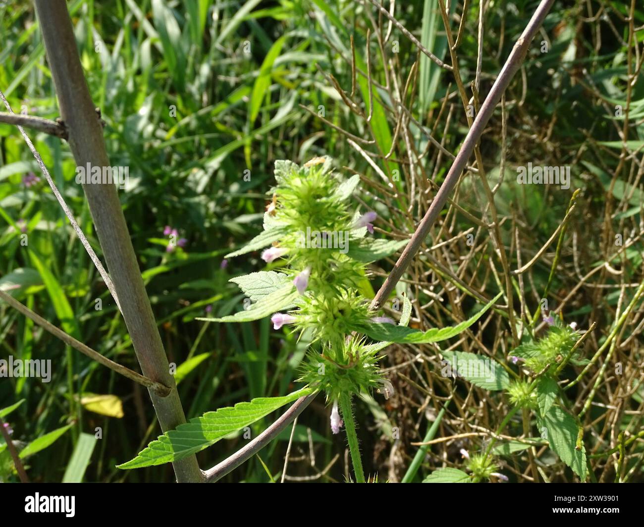 Common hemp-nettle (Galeopsis tetrahit) Plantae Stock Photo - Alamy