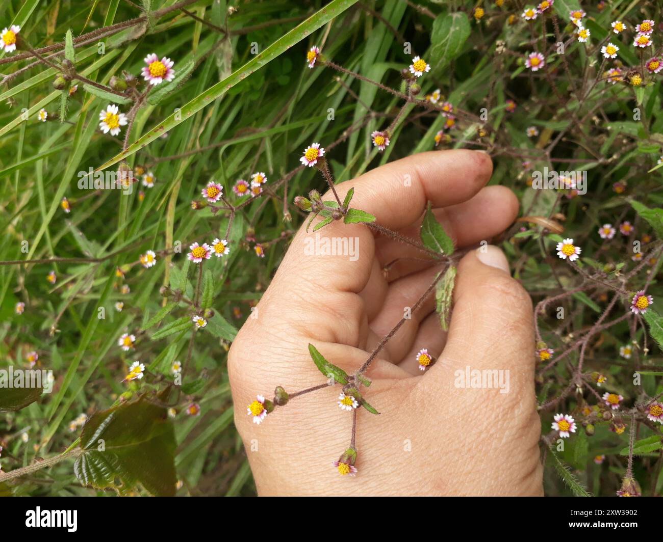 shaggy soldier (Galinsoga quadriradiata) Plantae Stock Photo - Alamy