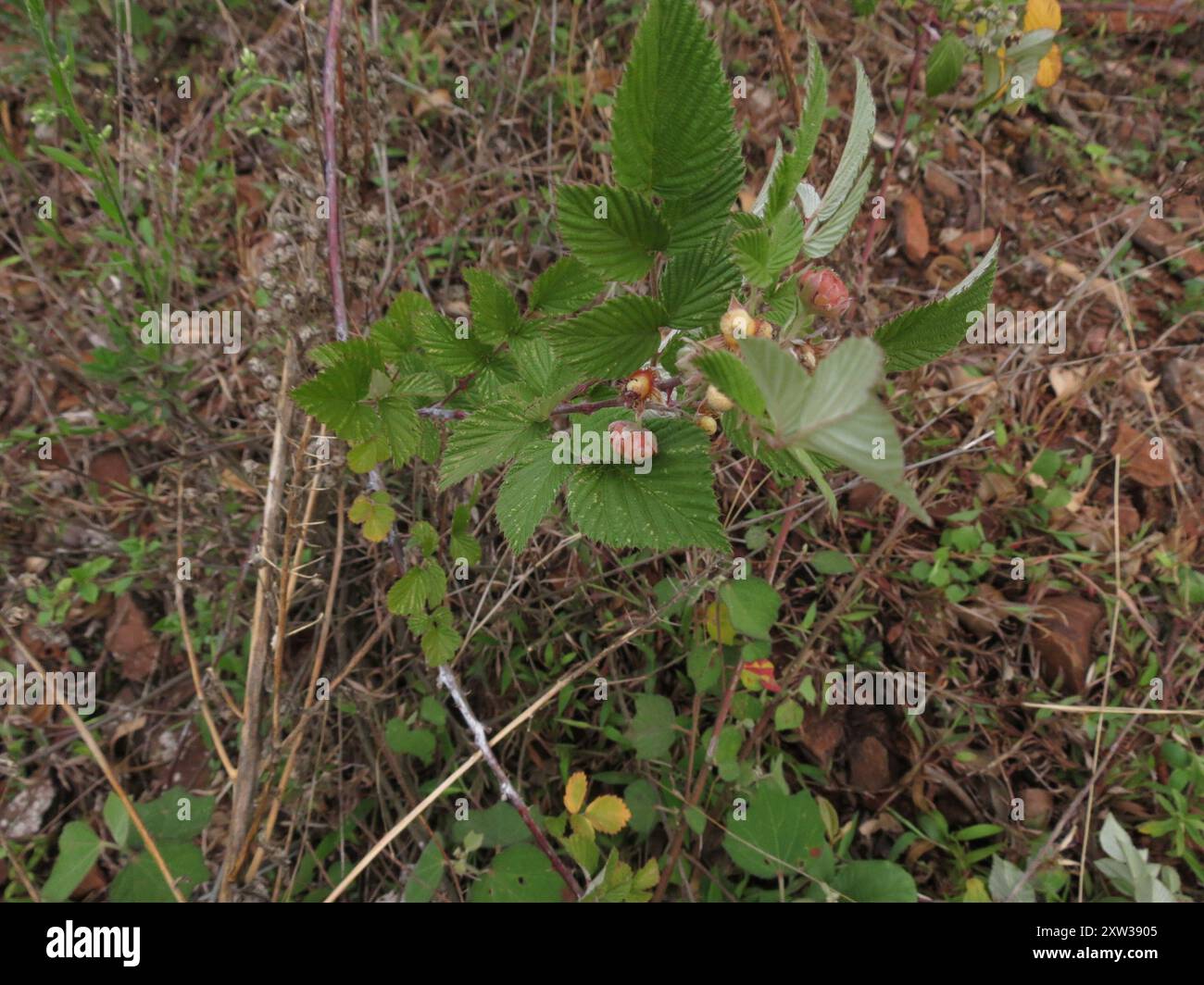 Ceylon Raspberry (Rubus niveus) Plantae Stock Photo - Alamy