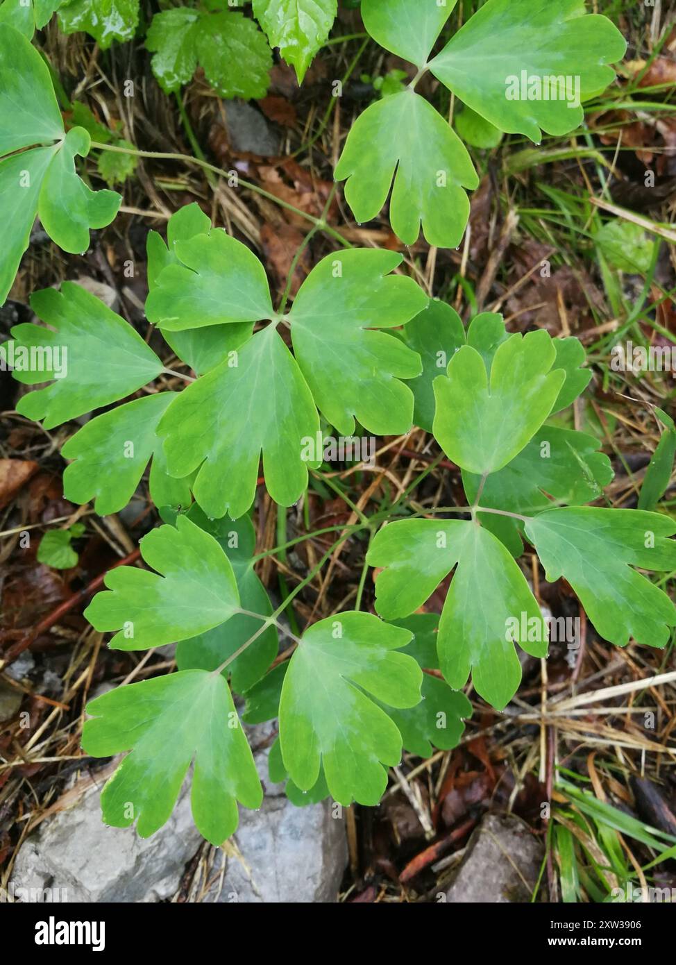 common columbine (Aquilegia vulgaris) Plantae Stock Photo - Alamy