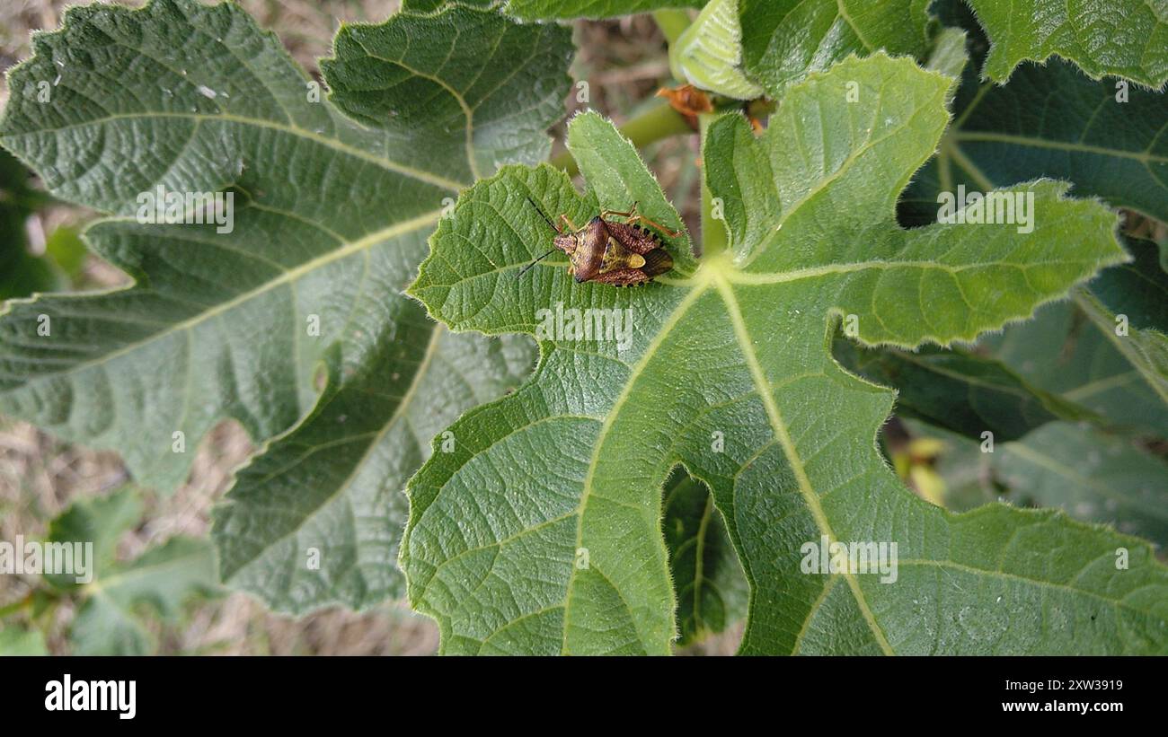 Black-shouldered Shieldbug (Carpocoris purpureipennis) Insecta Stock ...
