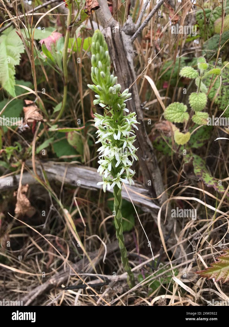 elegant piperia (Platanthera elegans elegans) Plantae Stock Photo - Alamy