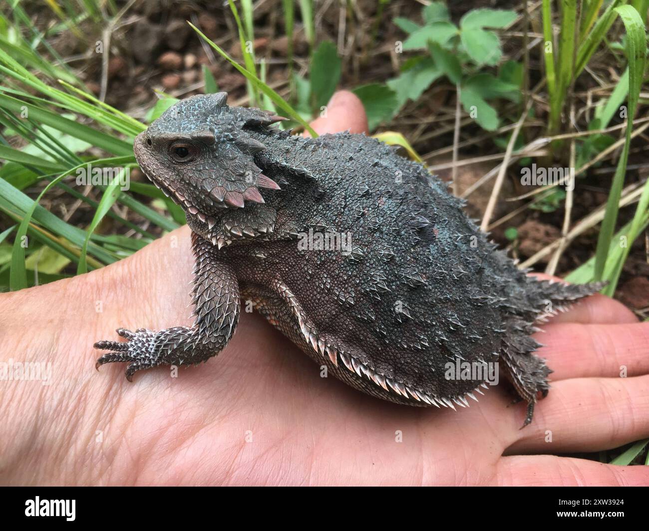 Greater Short-horned Lizard (Phrynosoma hernandesi) Reptilia Stock ...