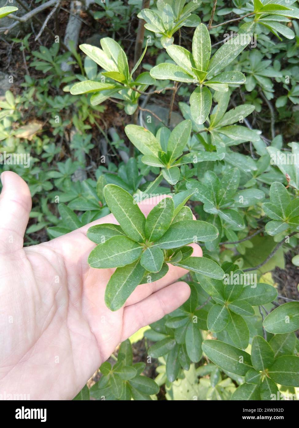 western azalea (Rhododendron occidentale) Plantae Stock Photo - Alamy