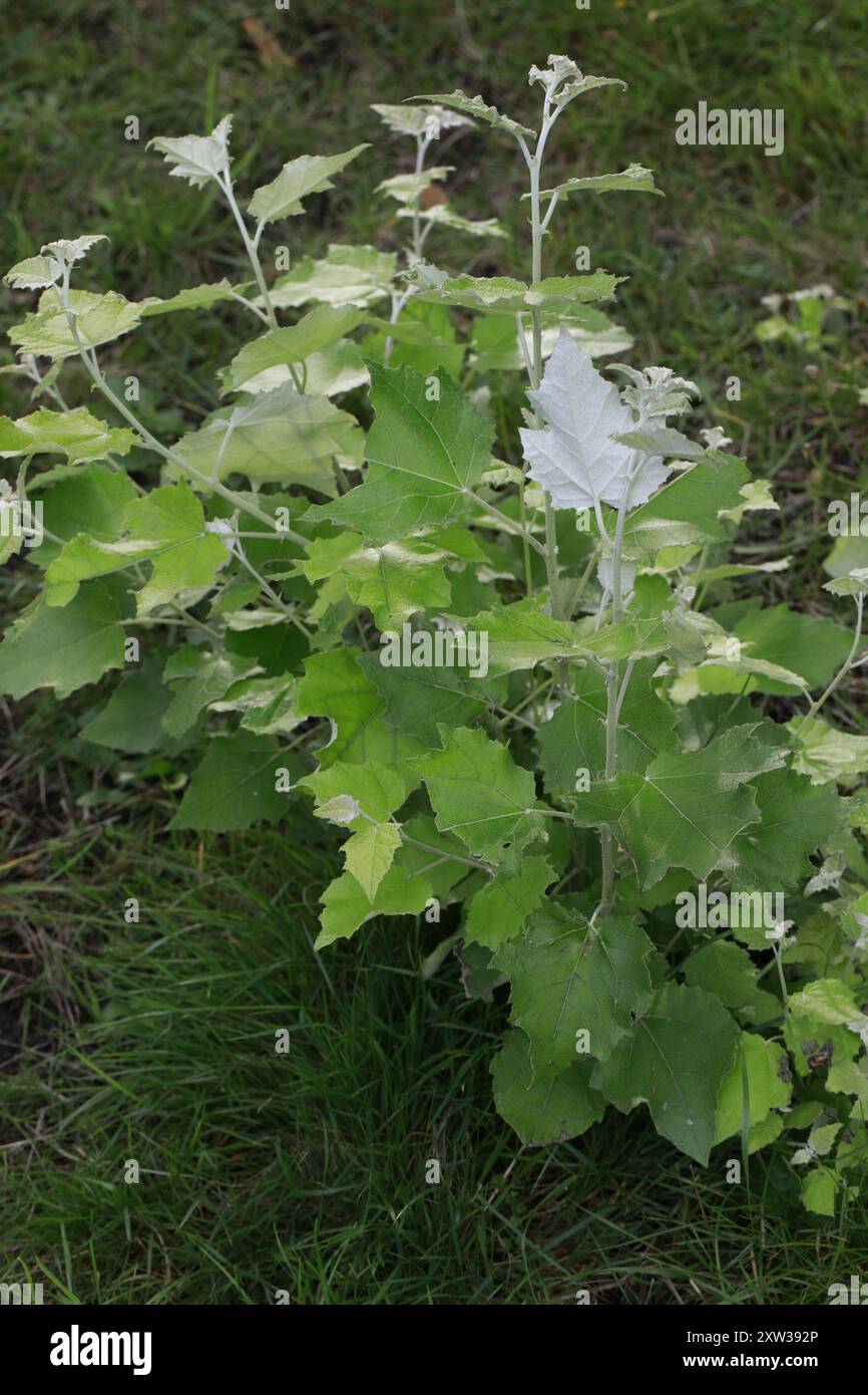 white poplar (Populus alba) Plantae Stock Photo - Alamy