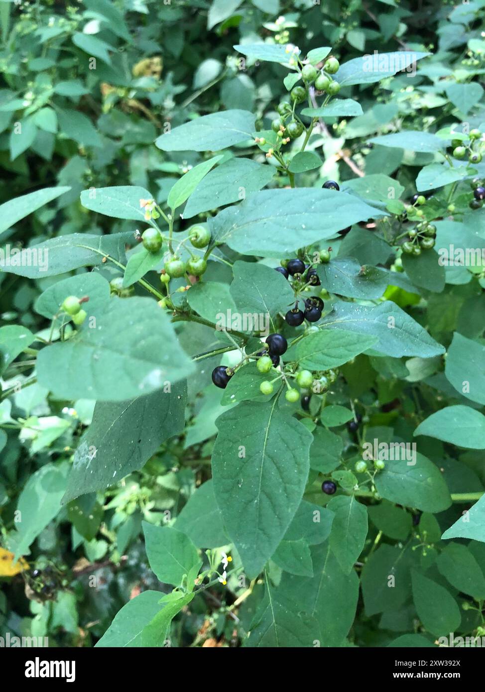 American black nightshade (Solanum americanum) Plantae Stock Photo - Alamy