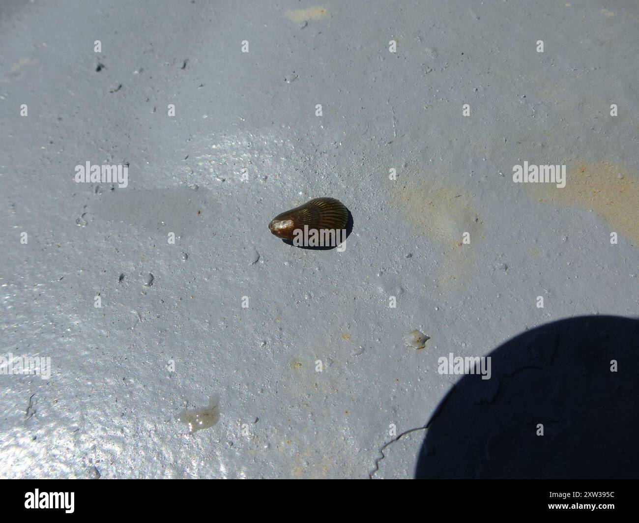 Hooked Mussel (Ischadium recurvum) Mollusca Stock Photo - Alamy