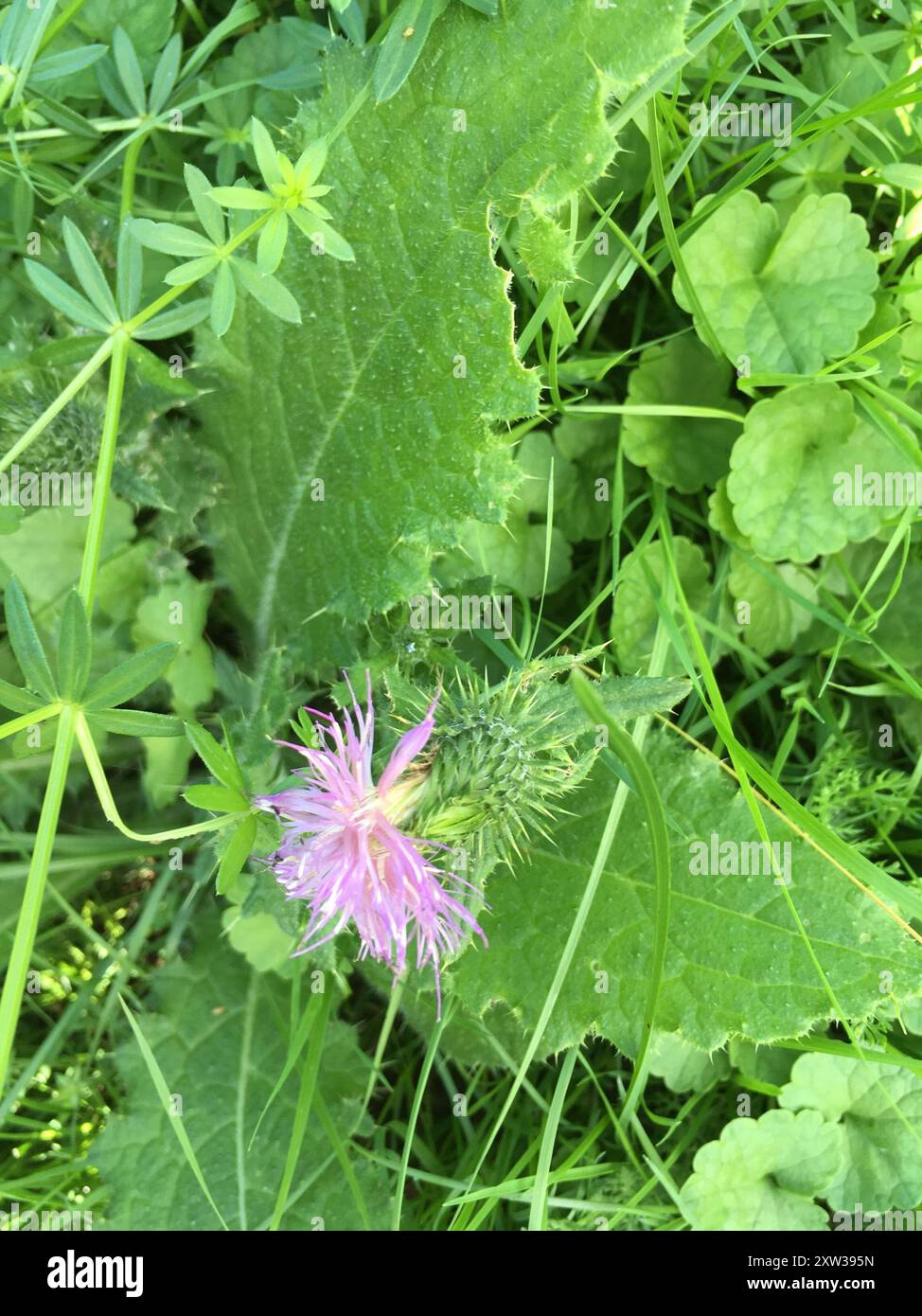 Welted Thistle (Carduus crispus) Plantae Stock Photo - Alamy