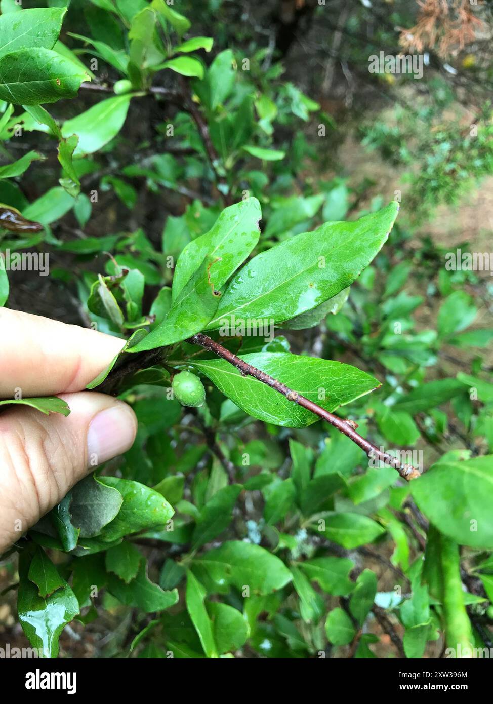 Gum bumelia (Sideroxylon lanuginosum) Plantae Stock Photo - Alamy