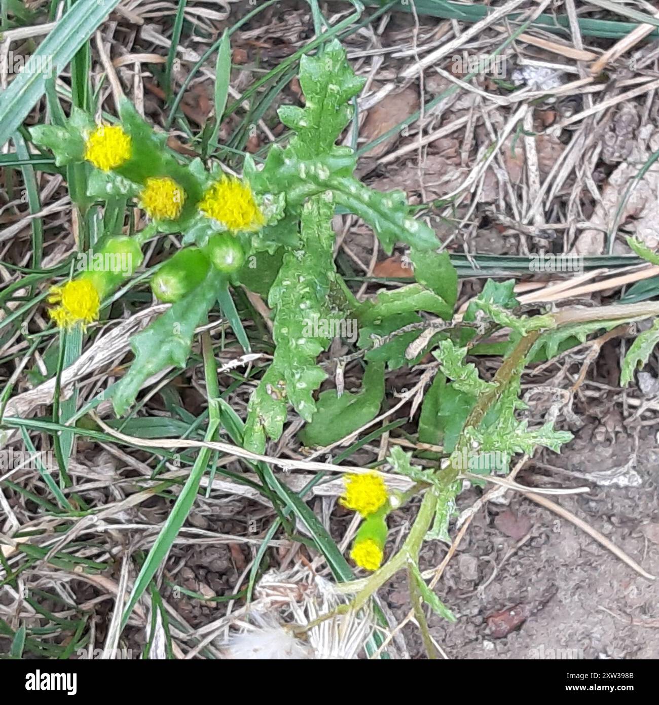 common groundsel (Senecio vulgaris) Plantae Stock Photo - Alamy