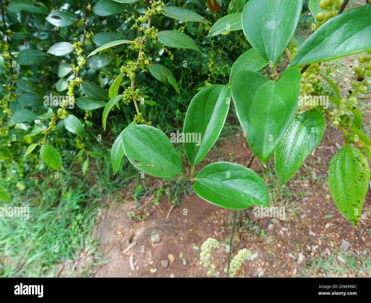 Fiveleaf Yam (Dioscorea pentaphylla) Plantae Stock Photo - Alamy