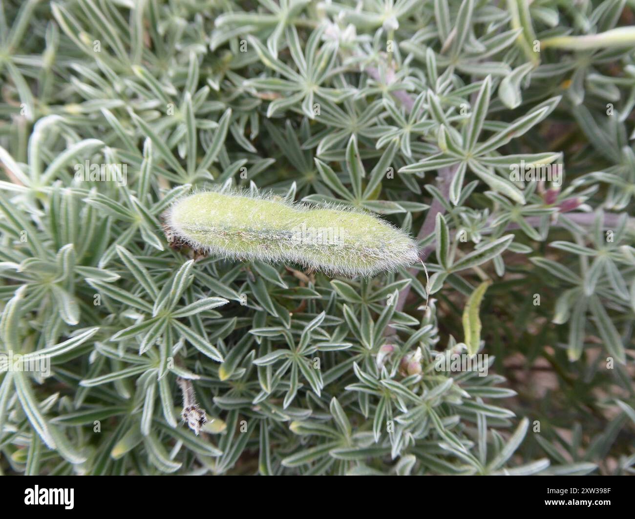 Silver Bush Lupine (Lupinus albifrons) Plantae Stock Photo - Alamy