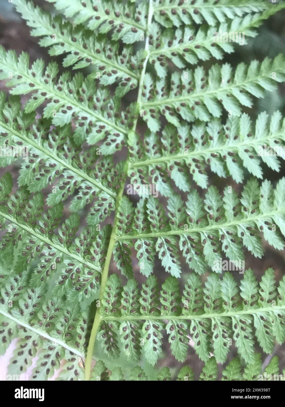 western lady fern (Athyrium filix-femina cyclosorum) Plantae Stock ...