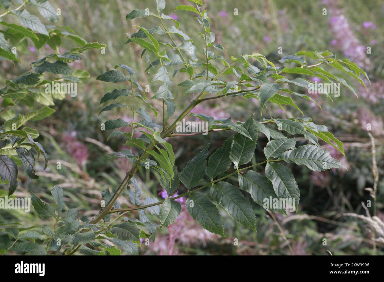 European ash (Fraxinus excelsior) Plantae Stock Photo - Alamy