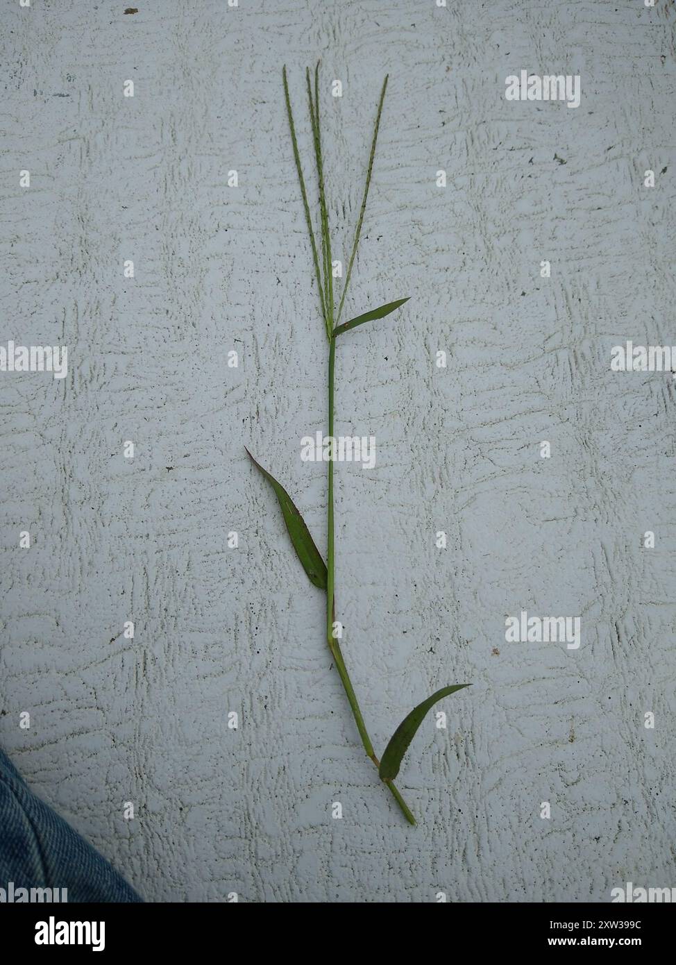 Hairy Crabgrass (Digitaria sanguinalis) Plantae Stock Photo - Alamy