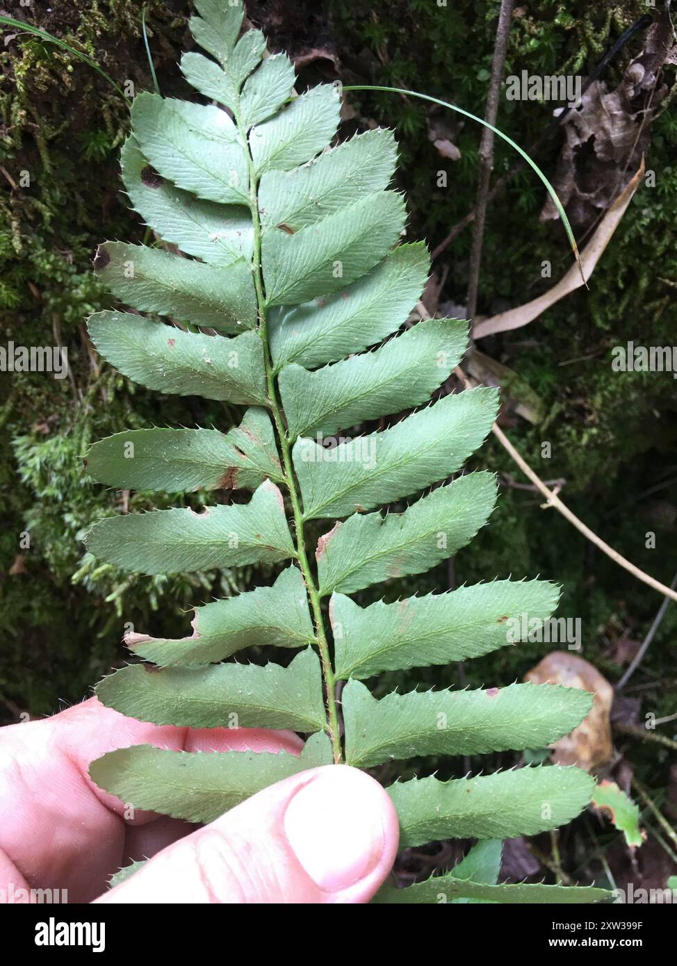 Christmas fern (Polystichum acrostichoides) Plantae Stock Photo - Alamy